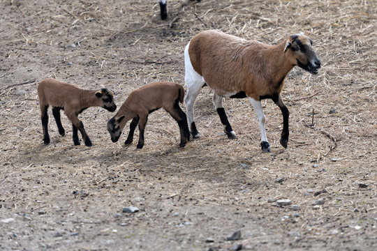 รูปภาพBaa-Lamb – เลือกดูภาพถ่ายสต็อก เวกเตอร์ และวิดีโอ356 | Adobe Stock