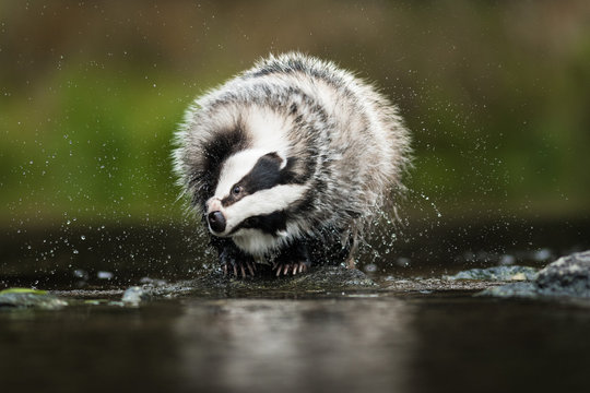 รูปภาพBadger – เลือกดูภาพถ่ายสต็อก เวกเตอร์ และวิดีโอ1,001,498 | Adobe ...