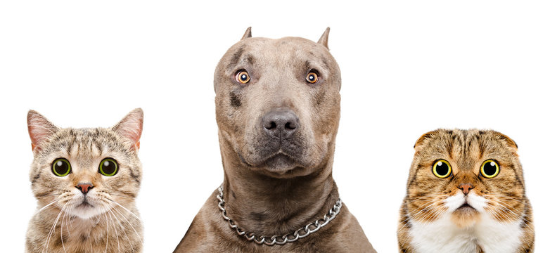 Pitbulterrier Imagens – Procure 43 fotos, vetores e vídeos | Adobe Stock