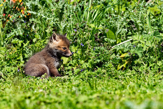 "Young Red Fox" Images – Browse 378 Stock Photos, Vectors, and Video ...