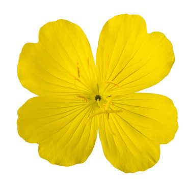 Sundrop Images – Browse 32 Stock Photos, Vectors, and Video | Adobe Stock