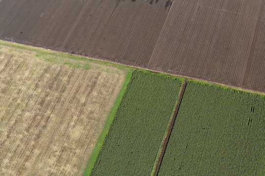 28 BEST Lockrose IMAGES, STOCK PHOTOS & VECTORS | Adobe Stock