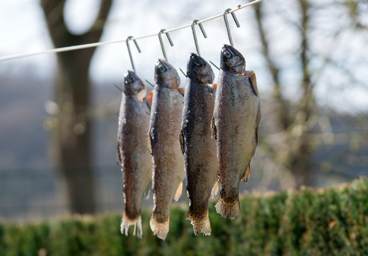 「Lachsfisch」の写真素材 | 143件の無料イラスト画像 | Adobe Stock