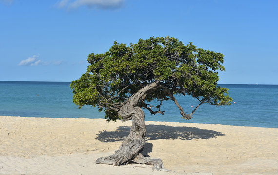 Divi-Divi-Tree Images – Browse 49 Stock Photos, Vectors, and Video ...