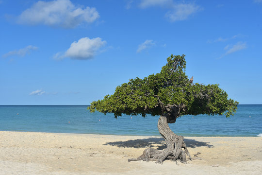 รูปภาพDivi-Divi-Tree – เลือกดูภาพถ่ายสต็อก เวกเตอร์ และวิดีโอ71 | Adobe ...