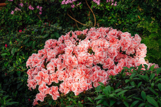 Azalea Bilder – Durchsuchen 67,835 Archivfotos, Vektorgrafiken und ...