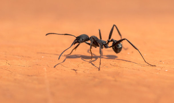 รูปภาพFormiga – เลือกดูภาพถ่ายสต็อก เวกเตอร์ และวิดีโอ1,138 | Adobe Stock