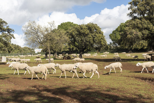 Ovejas Pastando Images – Browse 674 Stock Photos, Vectors, and Video ...