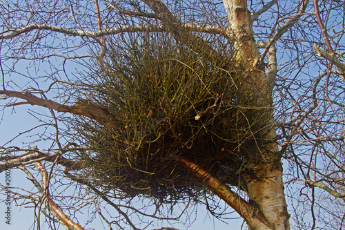 "Witches' broom, a deformity caused by a fungus, in a Birch tree" Stock ...