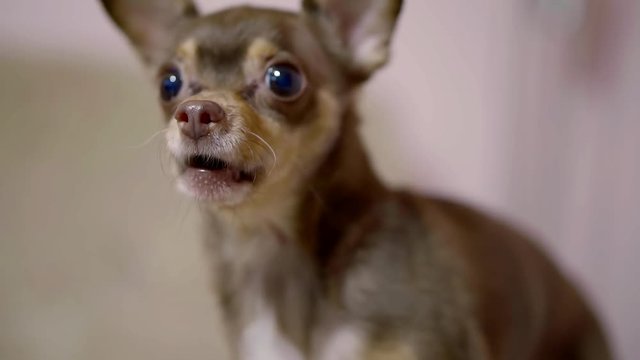 Scared Dog Images – Browse 27,931 Stock Photos, Vectors, and Video ...