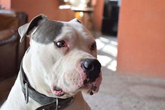 English Pitbull Bilder – Durchsuchen 1,058 Archivfotos, Vektorgrafiken ...