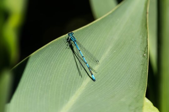 รูปภาพOdonate – เลือกดูภาพถ่ายสต็อก เวกเตอร์ และวิดีโอ47,478 | Adobe Stock