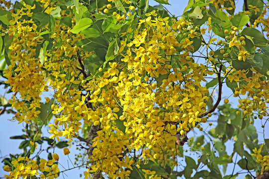 Konnappoo Images – Browse 45 Stock Photos, Vectors, and Video | Adobe Stock