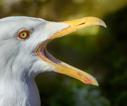 Lyddite Bilder – Durchsuchen 94 Archivfotos, Vektorgrafiken und Videos ...