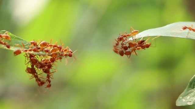 ants making bridge teamwork