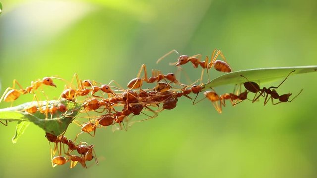 Ant Teamwork Pictures