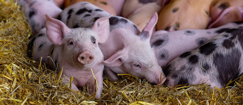 Ferkel bilder – Bläddra bland 11,622 stockfoton, vektorer och videor ...