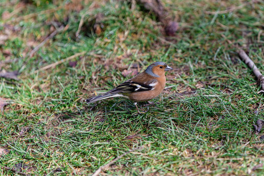 Spideog Images – Browse 5 Stock Photos, Vectors, and Video | Adobe Stock