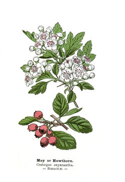 Hawthorn Plant Drawing