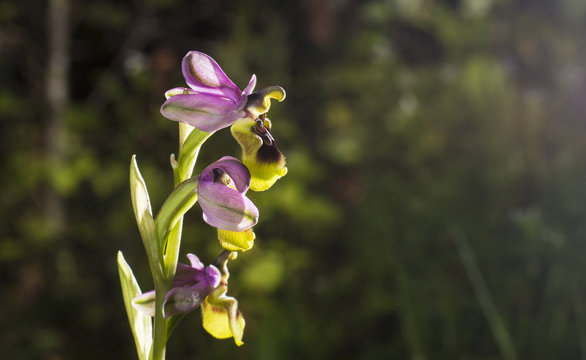 「Orchidis」の画像 - 13 件の Stock 写真、ベクターおよびビデオ | Adobe Stock