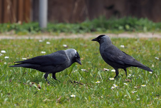 Dohlen Images – Browse 311 Stock Photos, Vectors, and Video | Adobe Stock