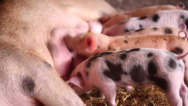 Imágenes de Ferkel: descubre bancos de fotos, ilustraciones, vectores y ...