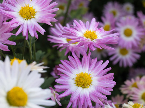"Pink Mums" Images – Browse 54 Stock Photos, Vectors, and Video | Adobe ...