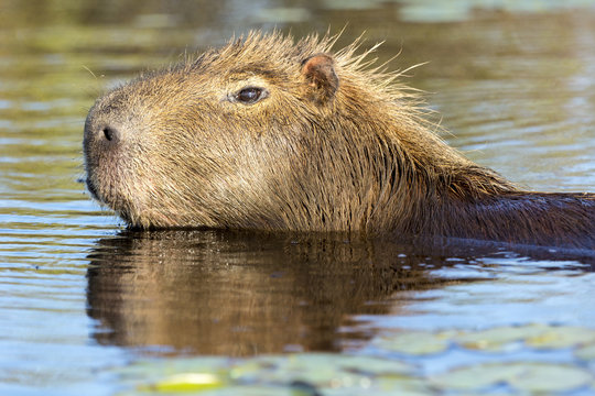 รูปภาพCapivara – เลือกดูภาพถ่ายสต็อก เวกเตอร์ และวิดีโอ13,255 | Adobe Stock