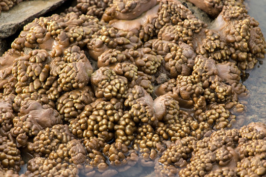 Holaxonia Images – Browse 57 Stock Photos, Vectors, and Video | Adobe Stock