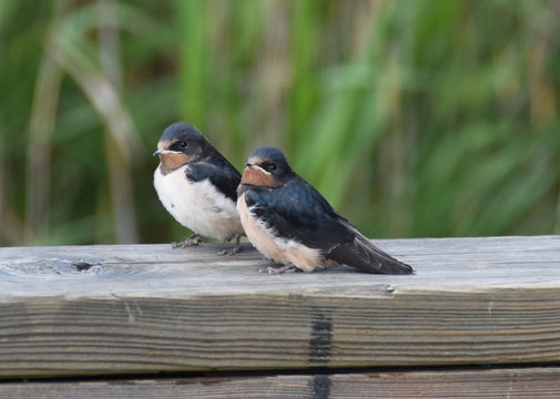 Svalor 画像 - 参照 5 Stock 写真、ベクターおよびビデオ | Adobe Stock