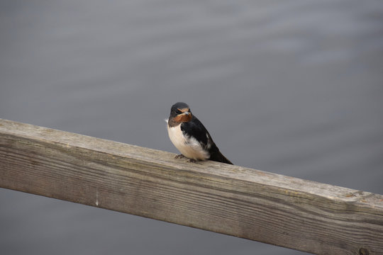 「Svalor」の写真素材 | 8件の無料イラスト画像 | Adobe Stock