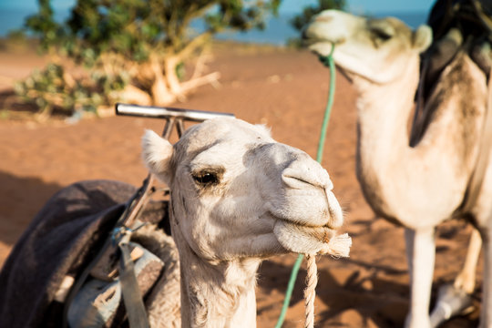 Camelids bilder – Bläddra bland 13,917 stockfoton, vektorer och videor ...