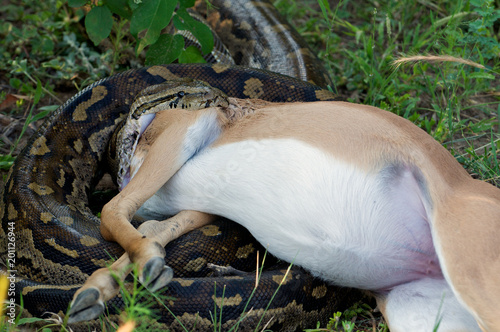 "Python-Schlange beim fressen einer Antilope" Stockfotos und ...