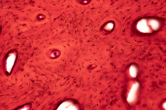 Compact Bone Under Microscope