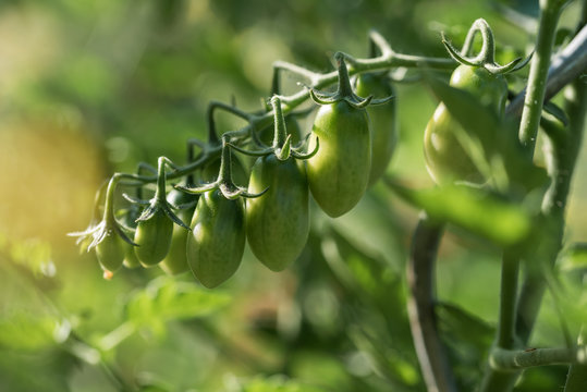 รูปภาพTomatenstaude – เลือกดูภาพถ่ายสต็อก เวกเตอร์ และวิดีโอ131 | Adobe ...