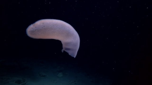 Pyrosomida bilder – Bläddra bland 58 stockfoton, vektorer och videor ...