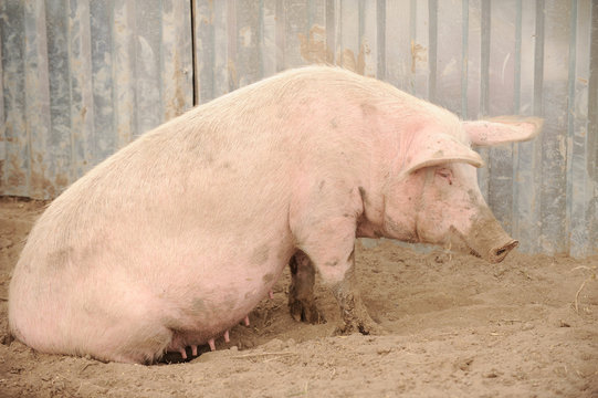 「Landras」の画像 - 54 件の Stock 写真、ベクターおよびビデオ | Adobe Stock