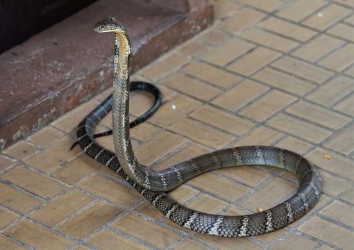 รูปภาพKobra – เลือกดูภาพถ่ายสต็อก เวกเตอร์ และวิดีโอ937 | Adobe Stock