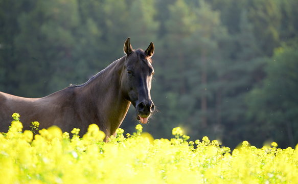 Westernpferd bilder – Bläddra bland 1,391 stockfoton, vektorer och ...