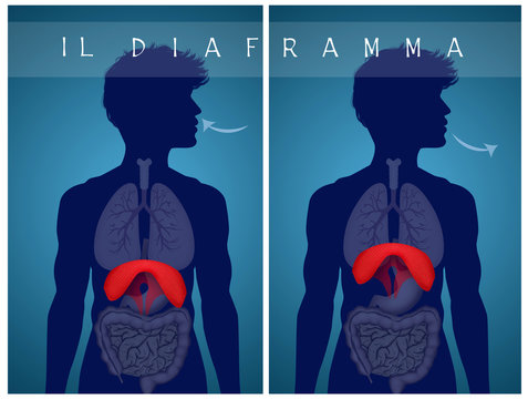 รูปภาพDiaphragm – เลือกดูภาพถ่ายสต็อก เวกเตอร์ และวิดีโอ25,985 | Adobe ...