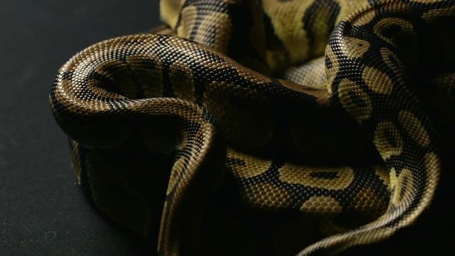 "Royal Pythons" Images – Browse 93 Stock Photos, Vectors, and Video ...
