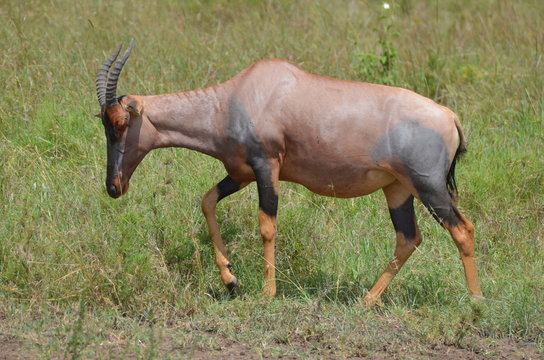 「Damalisque」の写真素材 | 139件の無料イラスト画像 | Adobe Stock