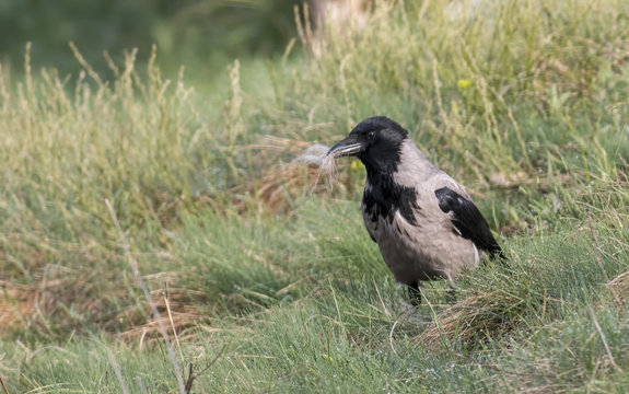 Cioara Images – Browse 41 Stock Photos, Vectors, and Video | Adobe Stock