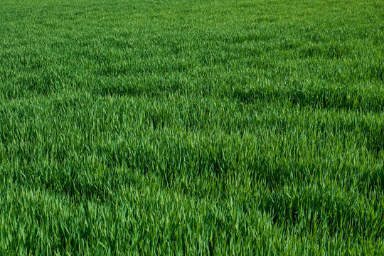 「Futtergras」の画像 - 80 件の Stock 写真、ベクターおよびビデオ | Adobe Stock