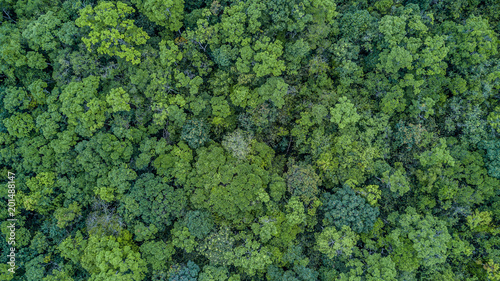 "Aerial top view forest, Texture of forest view from above." Stock ...