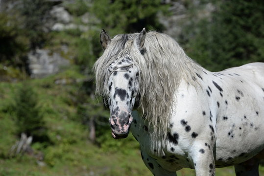 Noriker Bilder – Durchsuchen 890 Archivfotos, Vektorgrafiken und Videos ...