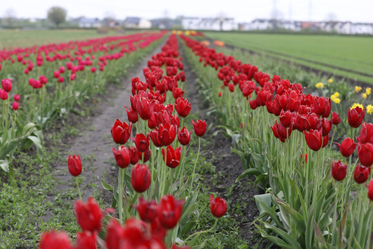 「Blumme」の写真素材 | 122件の無料イラスト画像 | Adobe Stock