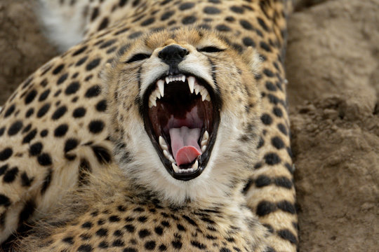 Guepard 이미지 – 찾아보기 1,146 스톡 사진, 벡터 및 비디오 | Adobe Stock