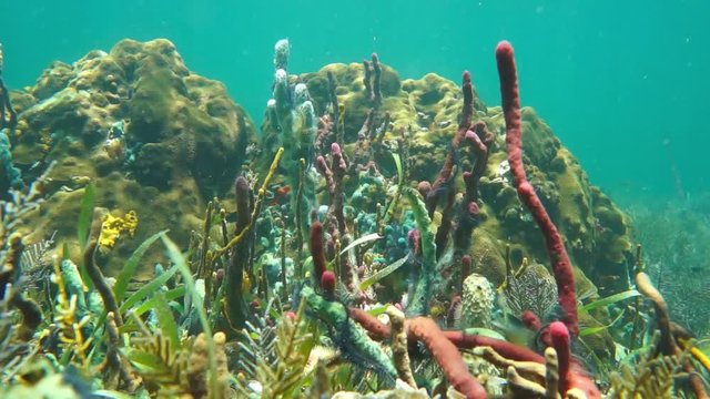 "Rope Sponge" Bilder – Durchsuchen 101 Archivfotos, Vektorgrafiken und ...