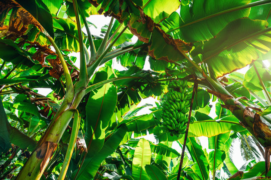 "Hand Of Bananas"-Bilder: Stock-Fotos & -Videos. | Adobe Stock